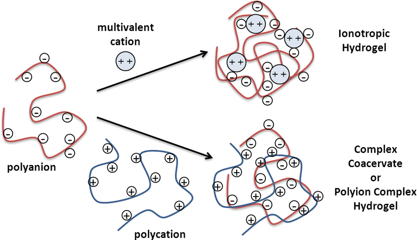 Biosynthetic Hydrogels for Cell Encapsulation | SpringerLink