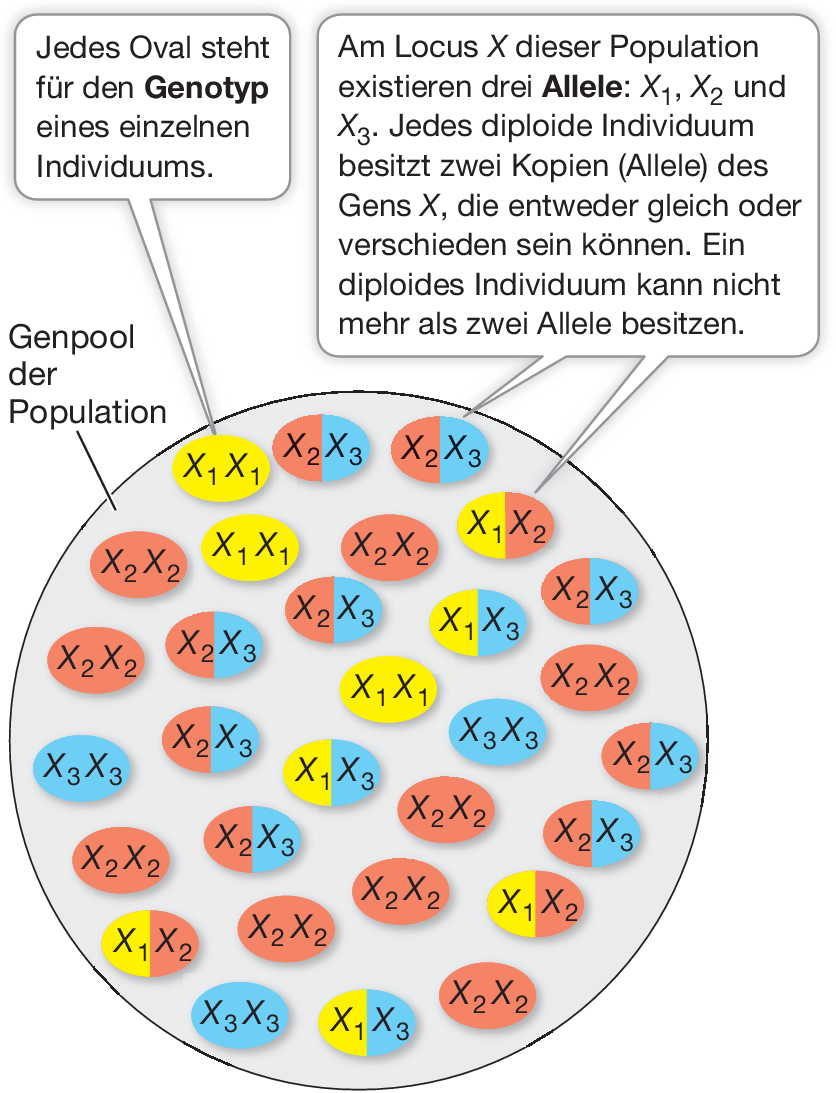 Evolutionsfaktoren • einfach erklärt, Zusammenspiel| Studyflix · [mit ...