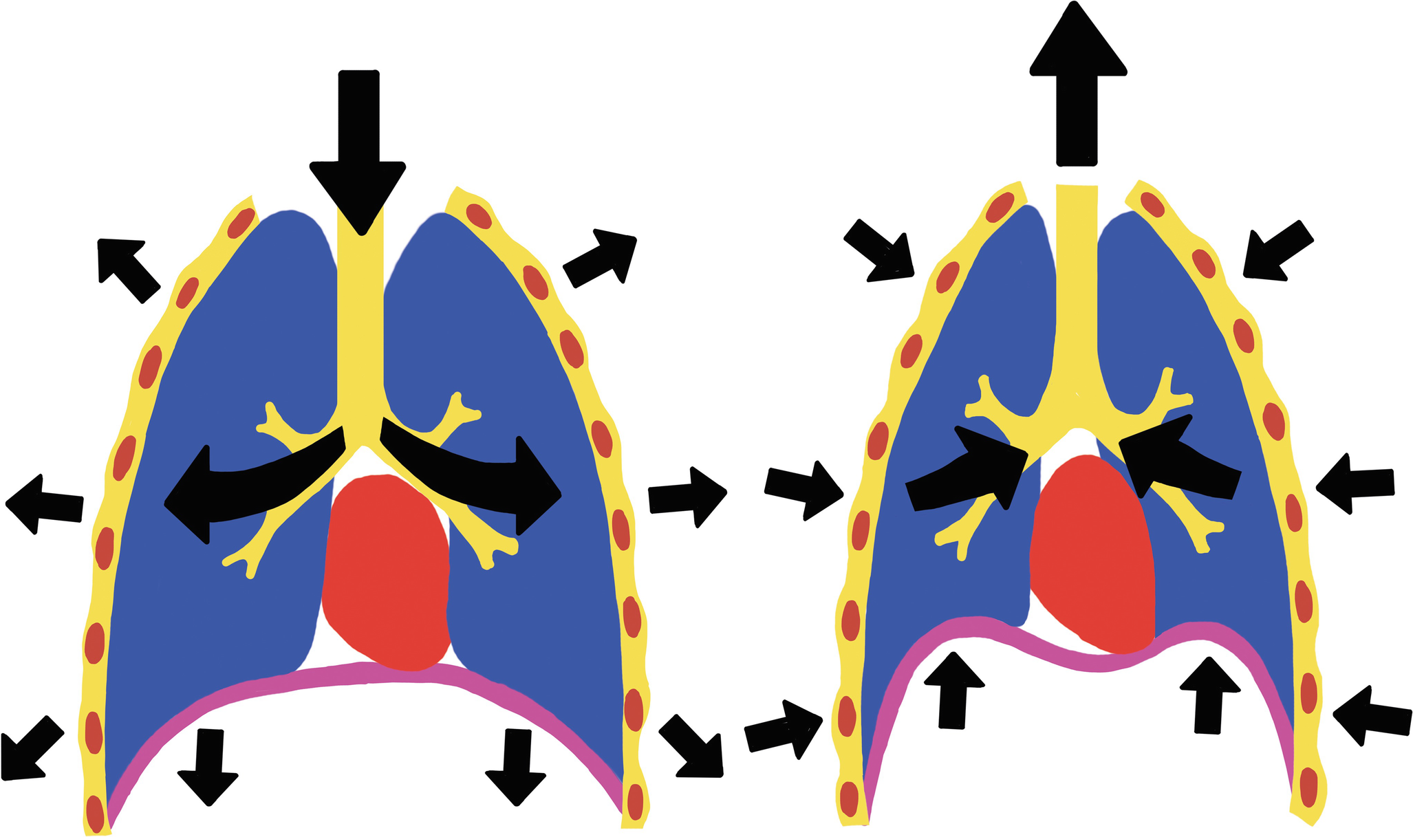 Anatomie und Physiologie der Atmung | SpringerLink