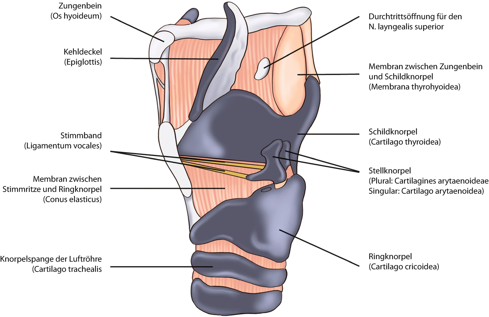 Anatomie und Physiologie der Atmung | SpringerLink