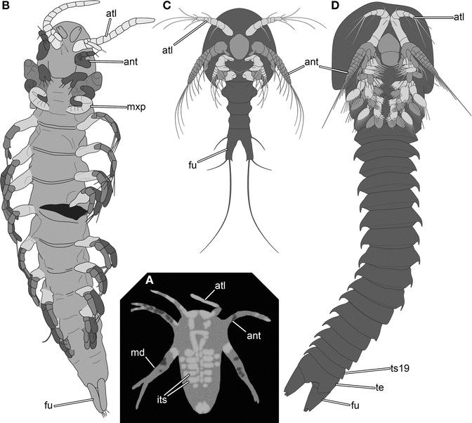 “Crustacea”: Comparative Aspects of Larval Development | SpringerLink