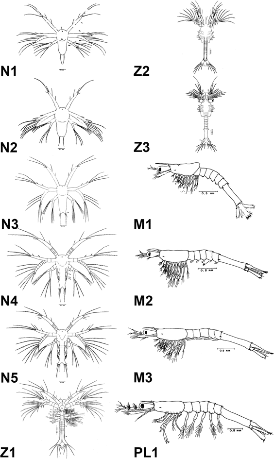 “Crustacea”: Decapoda (Dendrobranchiata) | SpringerLink