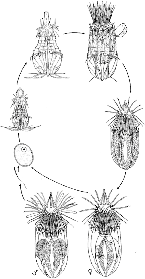 Cycloneuralia | SpringerLink