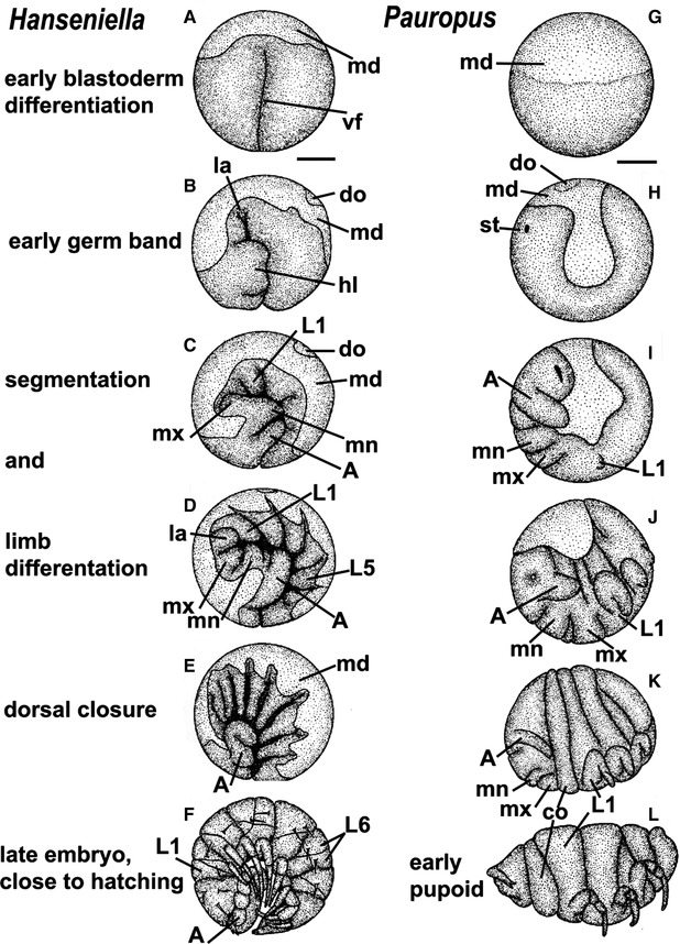 Myriapoda | SpringerLink