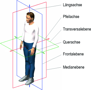 Anatomische und anthropometrische Eigenschaften des Fahrers | SpringerLink