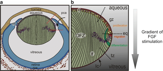 Growth Factor Signaling in Lens Fiber Differentiation | SpringerLink