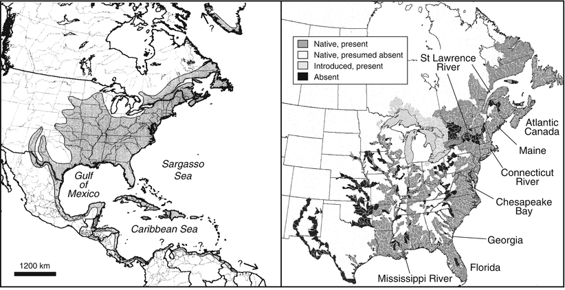 The American Eel: A Fish of Mystery and Sustenance for Humans ...
