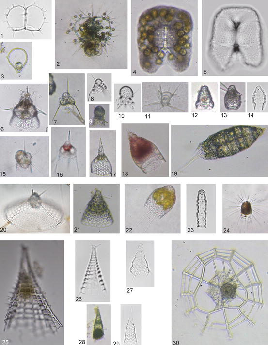 Biology and Ecology of Radiolaria | SpringerLink
