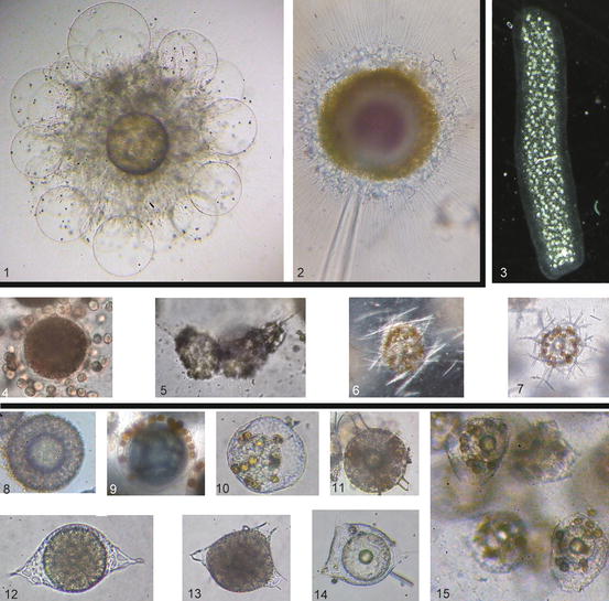 Biology and Ecology of Radiolaria | SpringerLink