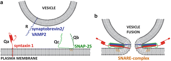 Fusion Machinery: SNARE Protein Complex | SpringerLink