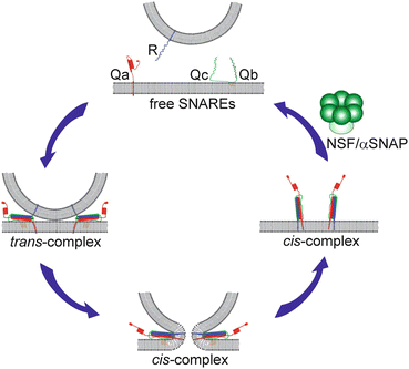 Fusion Machinery: SNARE Protein Complex | SpringerLink