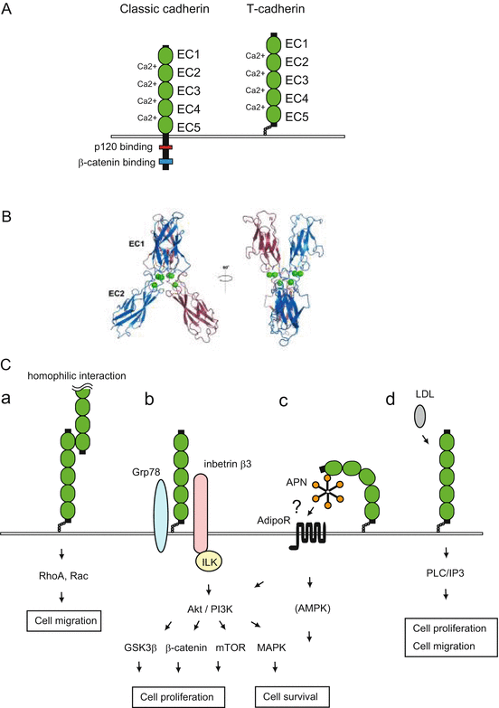 Various Atypical Cadherins: T-Cadherin, RET, Calsyntenin, and 7D ...