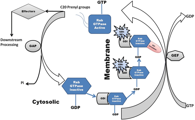 Plant Rab GTPases in Membrane Trafficking and Signalling | SpringerLink