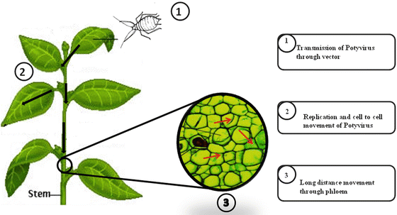 Systemic Infection of Potyvirus: A Compatible Interaction Between Host ...