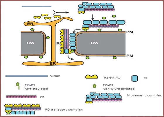 Systemic Infection of Potyvirus: A Compatible Interaction Between Host ...