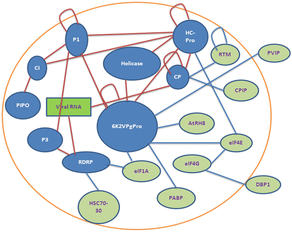 Systemic Infection of Potyvirus: A Compatible Interaction Between Host ...