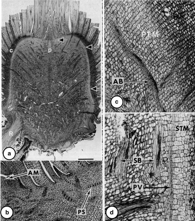 Meristems and Their Role in Primary and Secondary Organization of the ...