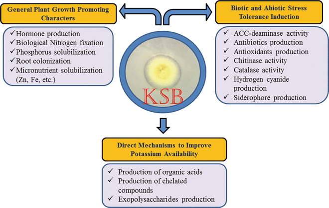 Potassium-Solubilizing Bacteria and Their Application in Agriculture ...