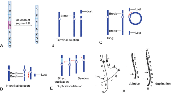 Structural Changes in Chromosomes | SpringerLink
