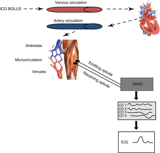 Respiratory Muscle Blood Flow Measured by Near-Infrared Spectroscopy ...