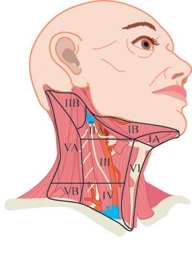 Afwijkingen van de hals | SpringerLink