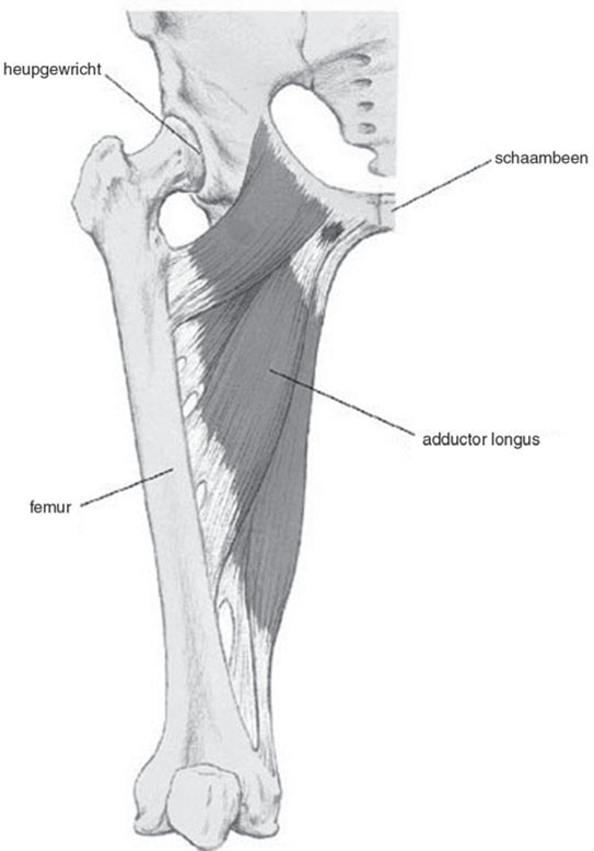 36 Heup/lies/bovenbeen | SpringerLink