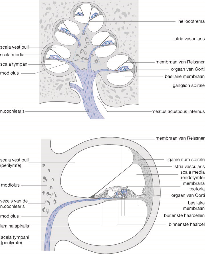 1 Anatomie en fysiologie van het oor | SpringerLink