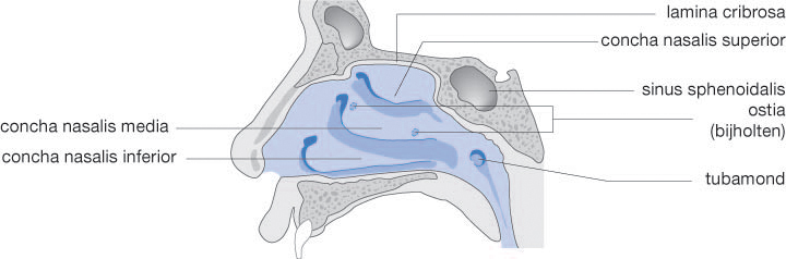 9 Anatomie en fysiologie van de neus | SpringerLink