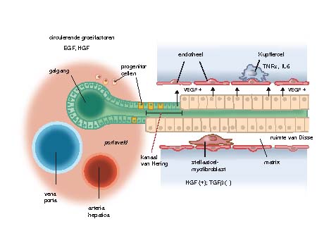 3 Anatomie en histologie | SpringerLink