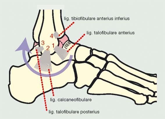 10a Addendum: het inversievarustrauma | SpringerLink