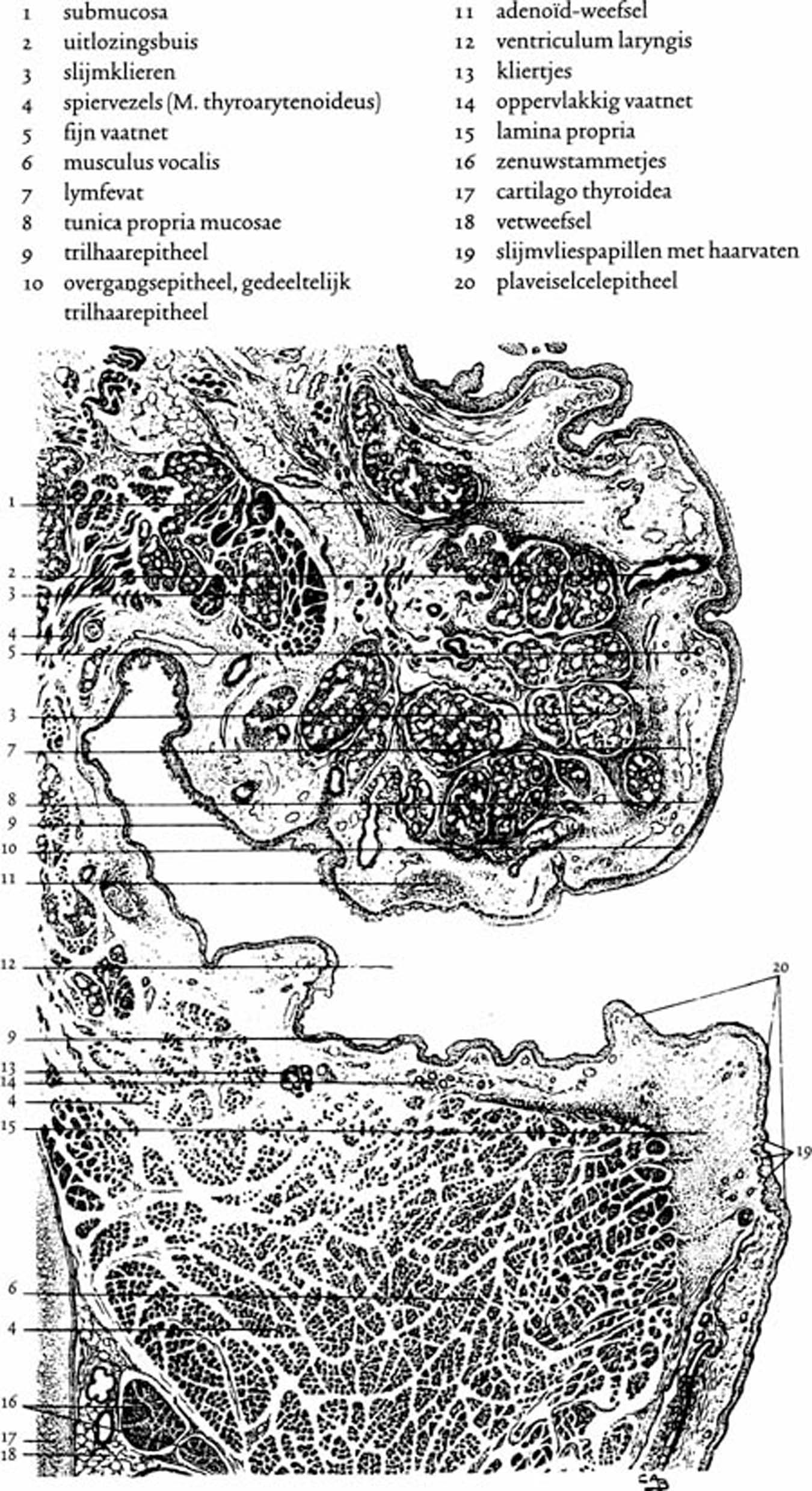 Perifere anatomie: ademapparaat en bovenste luchtwegen | SpringerLink