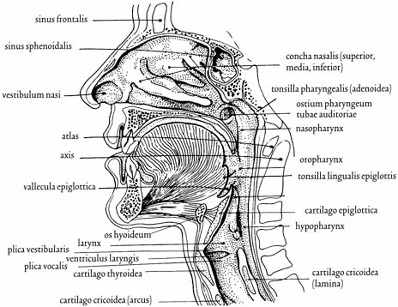 Perifere anatomie: ademapparaat en bovenste luchtwegen | SpringerLink