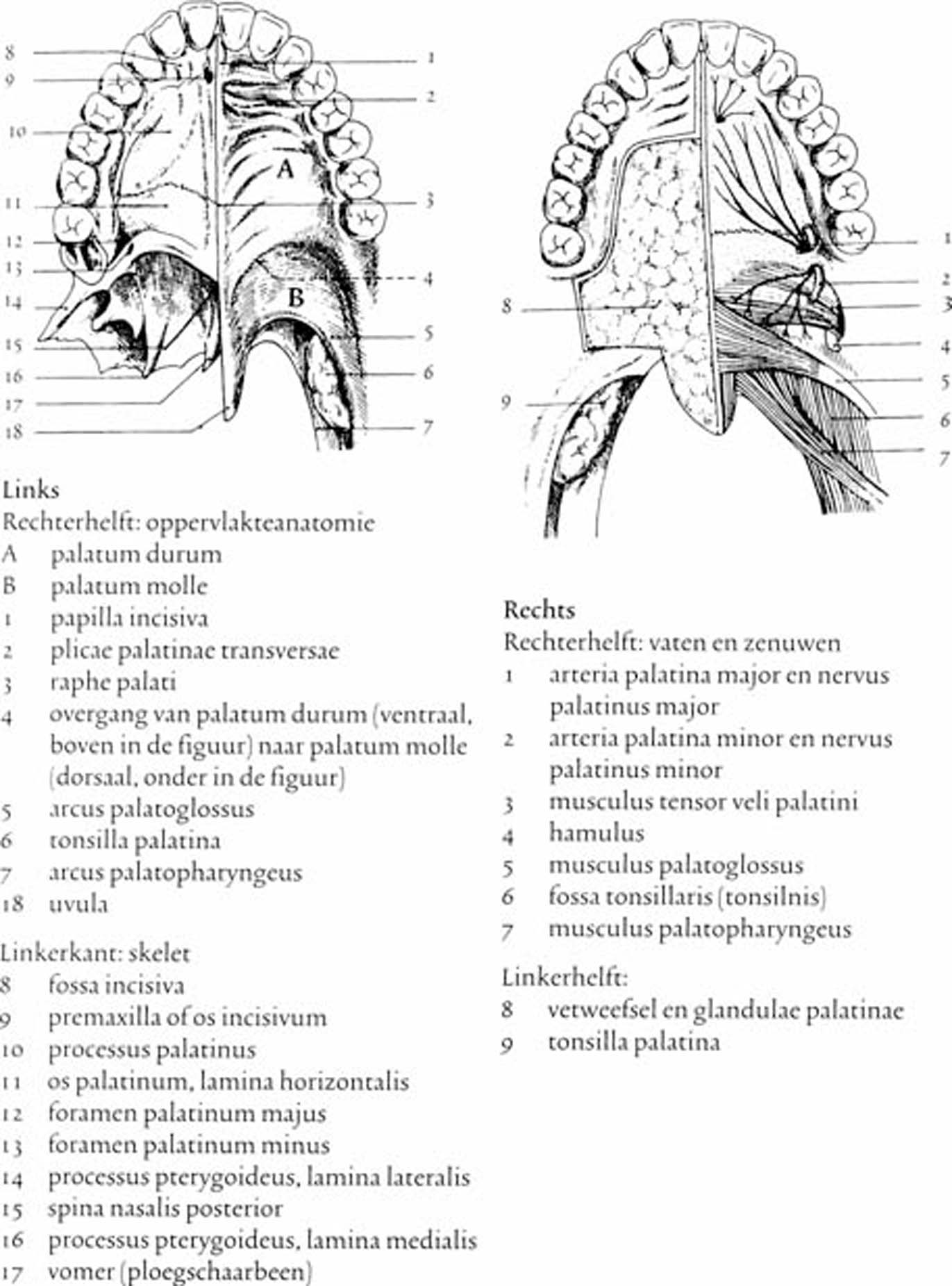 Perifere anatomie: ademapparaat en bovenste luchtwegen | SpringerLink