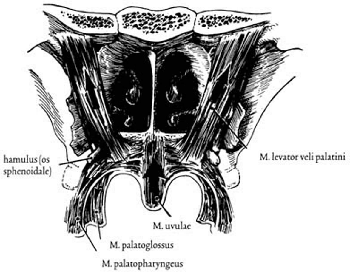 Perifere anatomie: ademapparaat en bovenste luchtwegen | SpringerLink