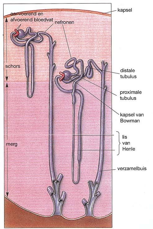 10 Aandoeningen van nieren en urinewegen | SpringerLink