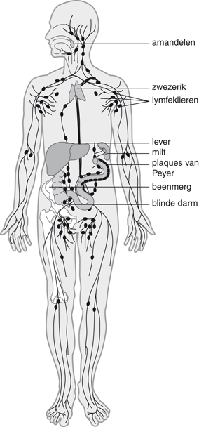 Maligne lymfomen | SpringerLink