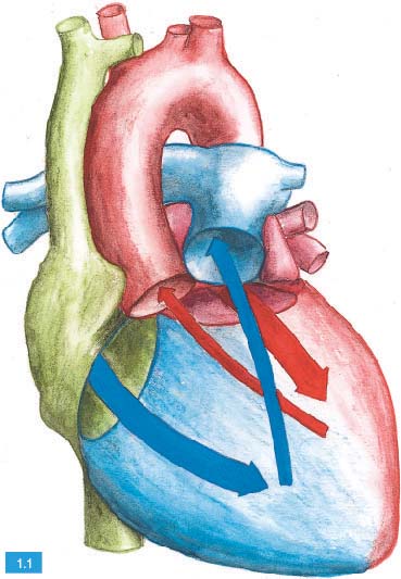 Anatomie en functie van het normale hart | SpringerLink