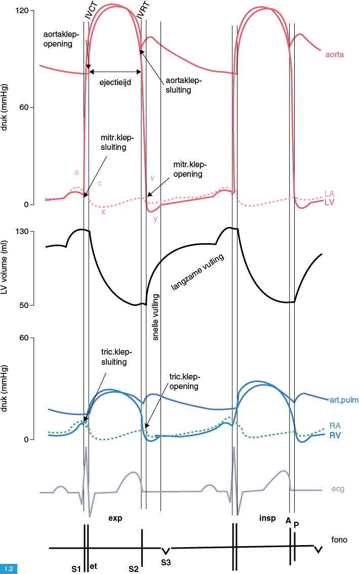 Anatomie en functie van het normale hart | SpringerLink