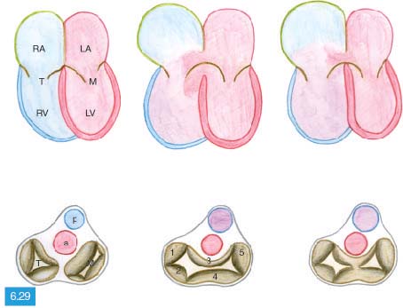 Linker en rechter atrium | SpringerLink