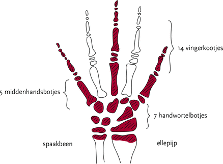 Lichamelijke ontwikkeling van jongeren | SpringerLink