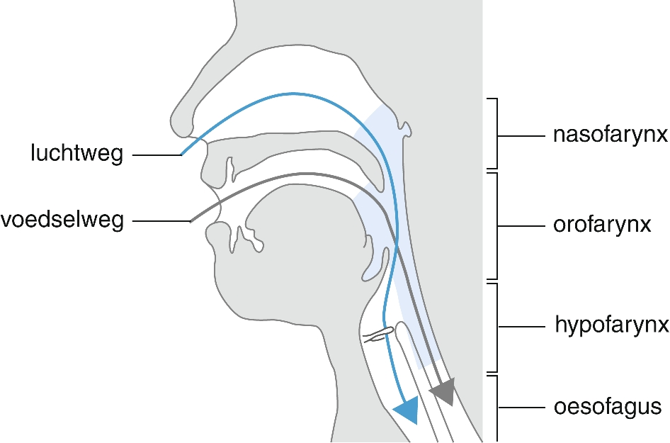 Farynx | SpringerLink