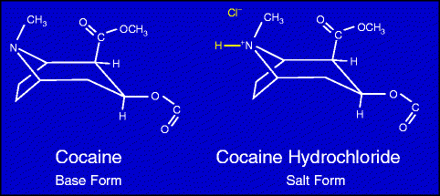 Freebase Cocaine: High Bioavailability with Increase in Potency ...