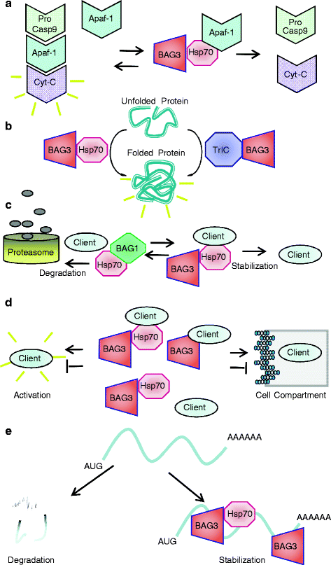 BAG3 Protein: Role in Some Neoplastic Cell Types and Identification as ...