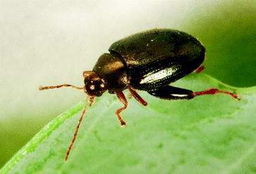 The Major Insect Pests of Oilseed Rape in Europe and Their Management ...