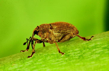 The Major Insect Pests of Oilseed Rape in Europe and Their Management ...