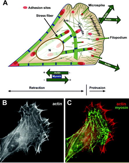 Elementary Cellular Processes Driven by Actin Assembly: Lamellipodia ...