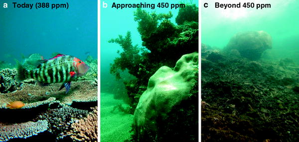 The Impact of Climate Change on Coral Reef Ecosystems | SpringerLink
