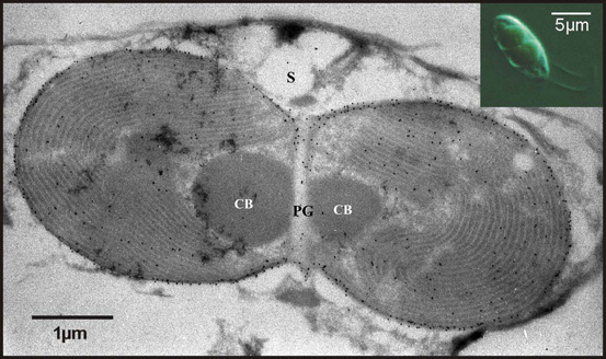 The Photosynthetic Apparatus of the Living Fossil, Cyanophora paradoxa ...