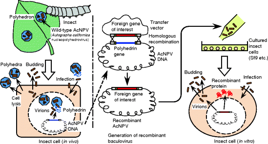 Production of Antibody in Insect Cells | SpringerLink