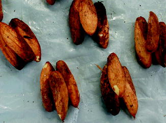 Terminalia kaernbachii | SpringerLink